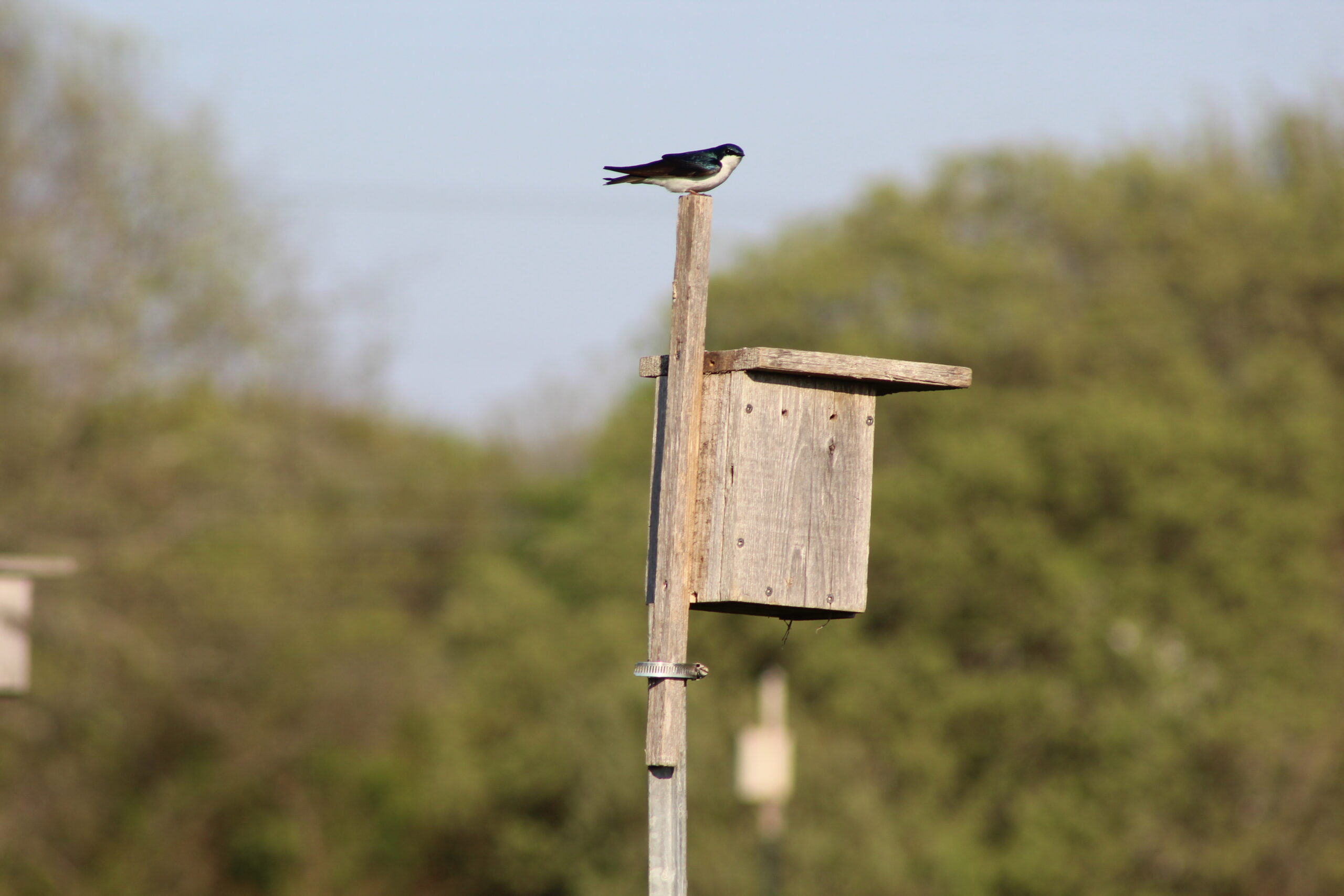 Springing Into Action for 2024 Nest Box Season - Norman Bird Sanctuary