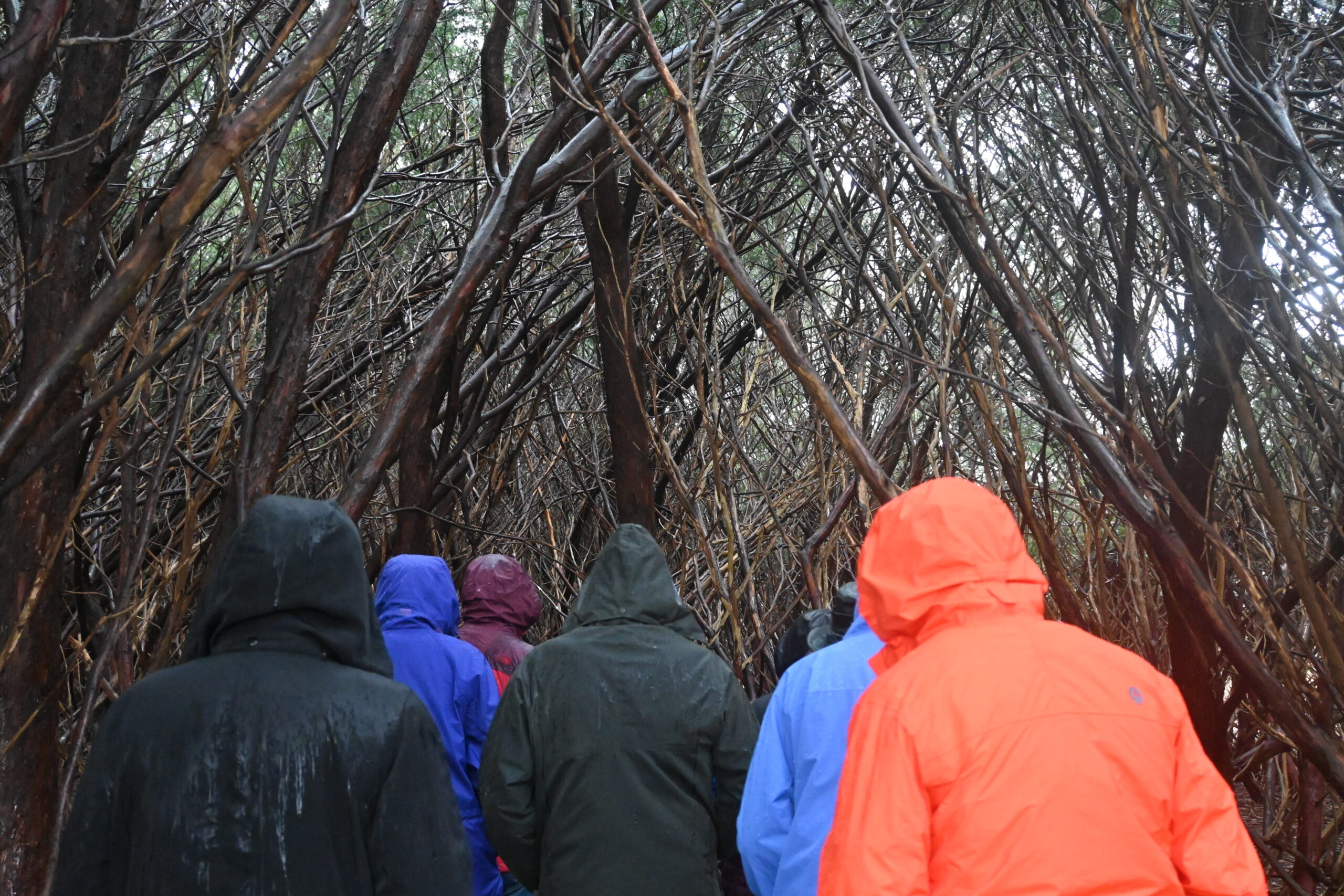 Free Wednesday Nature Walk: History of Rhode Island Trees with Matt ...