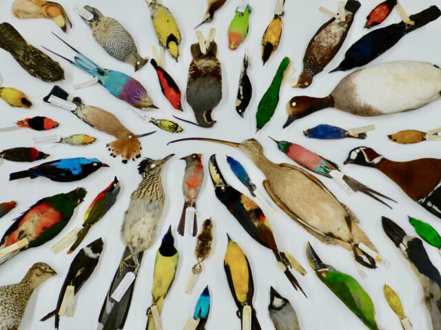 Birds of NBS - Norman Bird Sanctuary