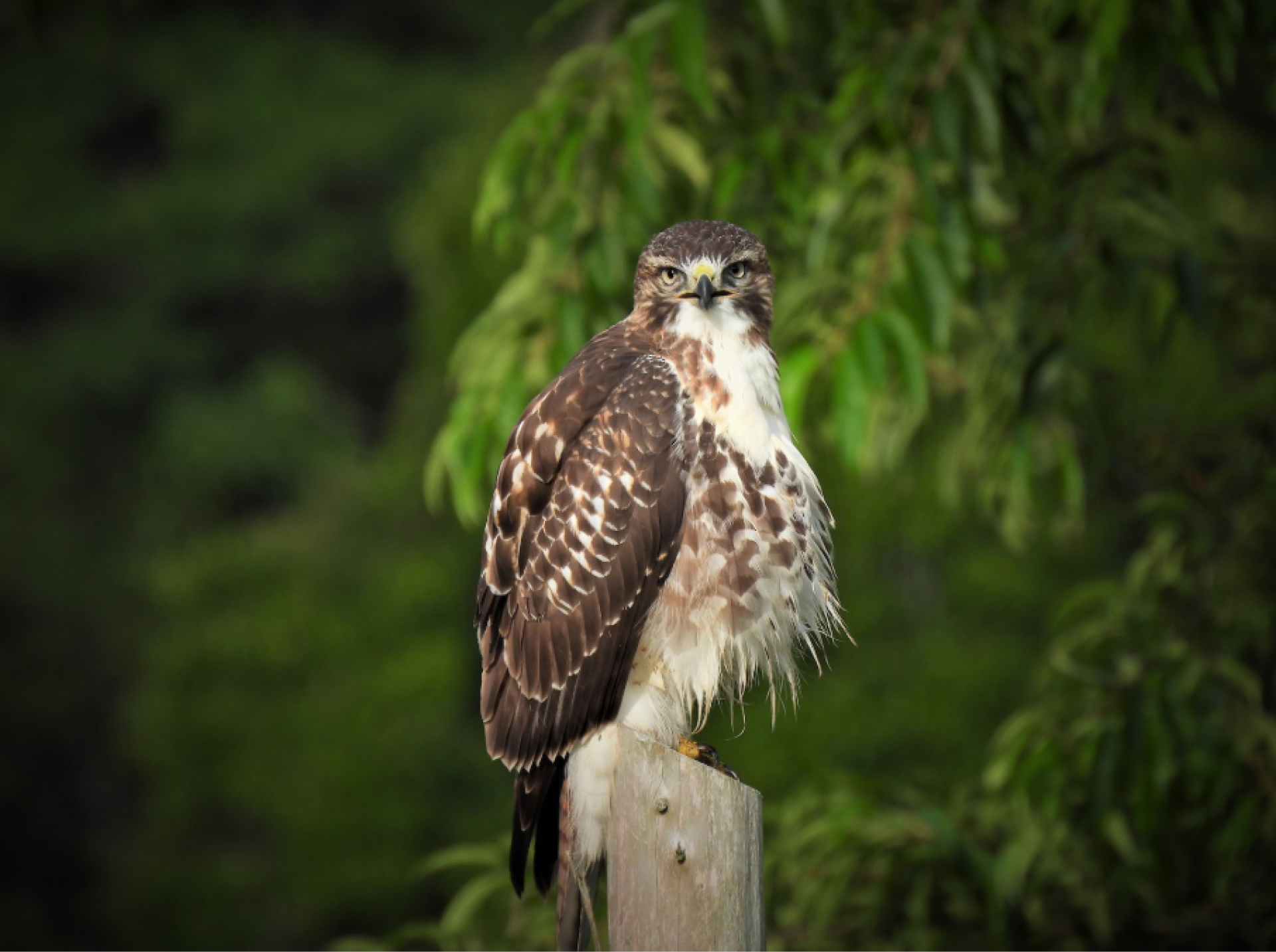 Free Sunday Guided Bird Walks - Norman Bird Sanctuary