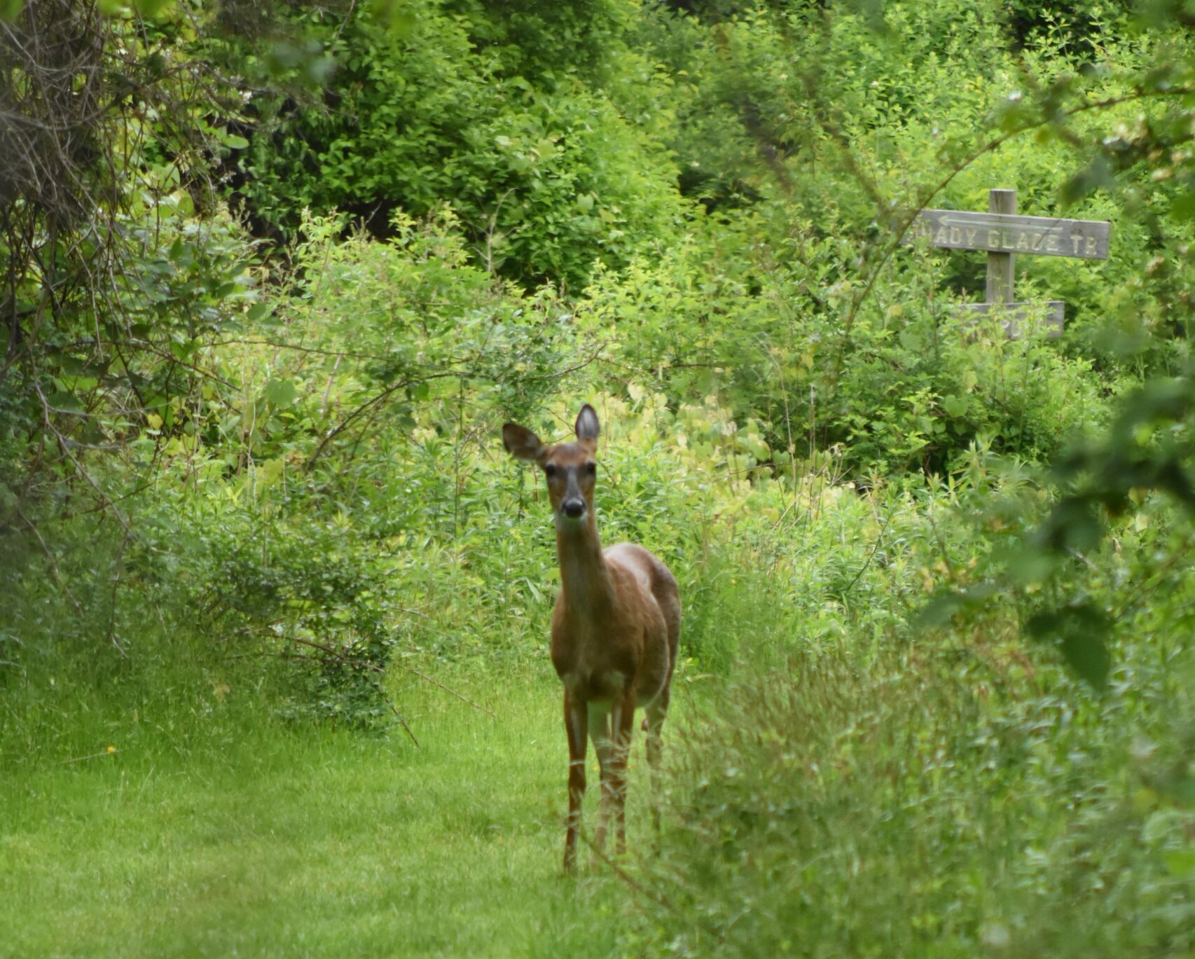 Free Wednesday Nature Walk - Norman Bird Sanctuary