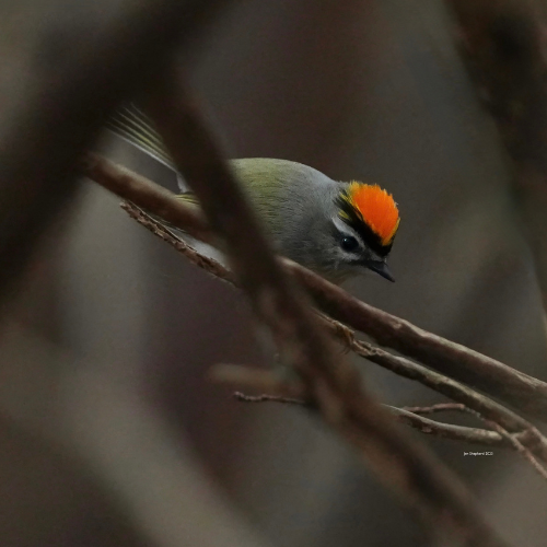 Free Sunday Guided Bird Walk - Norman Bird Sanctuary