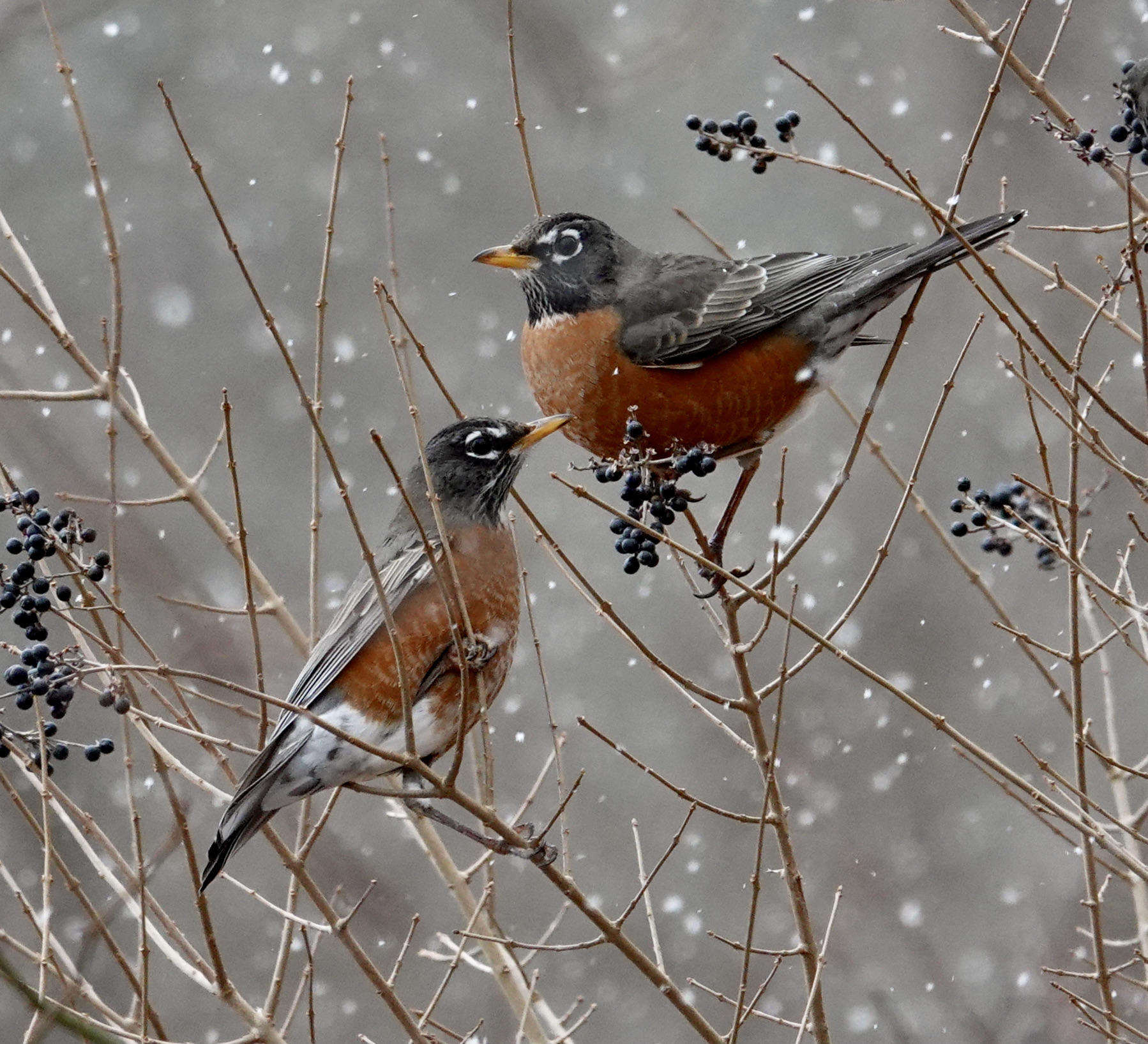 Free Sunday Guided Bird Walk - Norman Bird Sanctuary