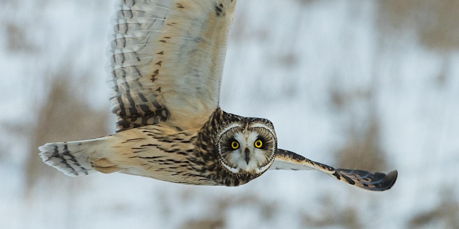 Owl Prowl - Norman Bird Sanctuary