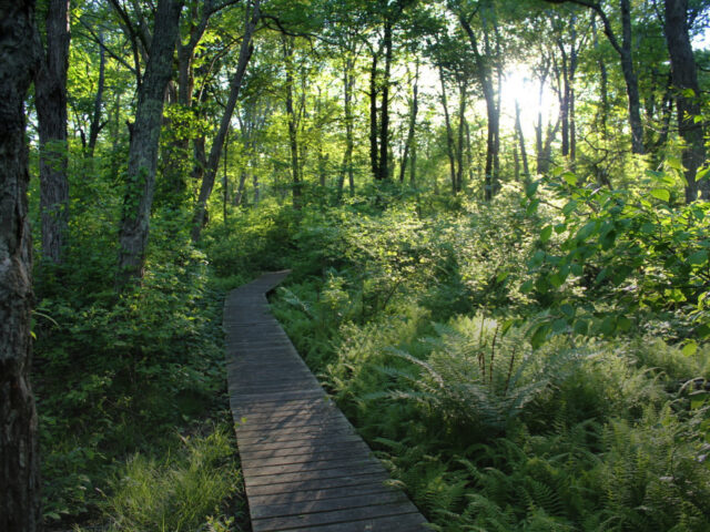 Free Wednesday Nature Walks - Norman Bird Sanctuary