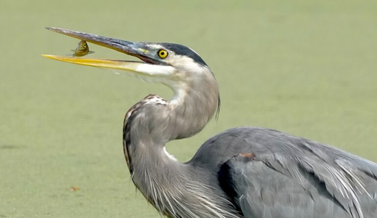 Birds of NBS - Norman Bird Sanctuary