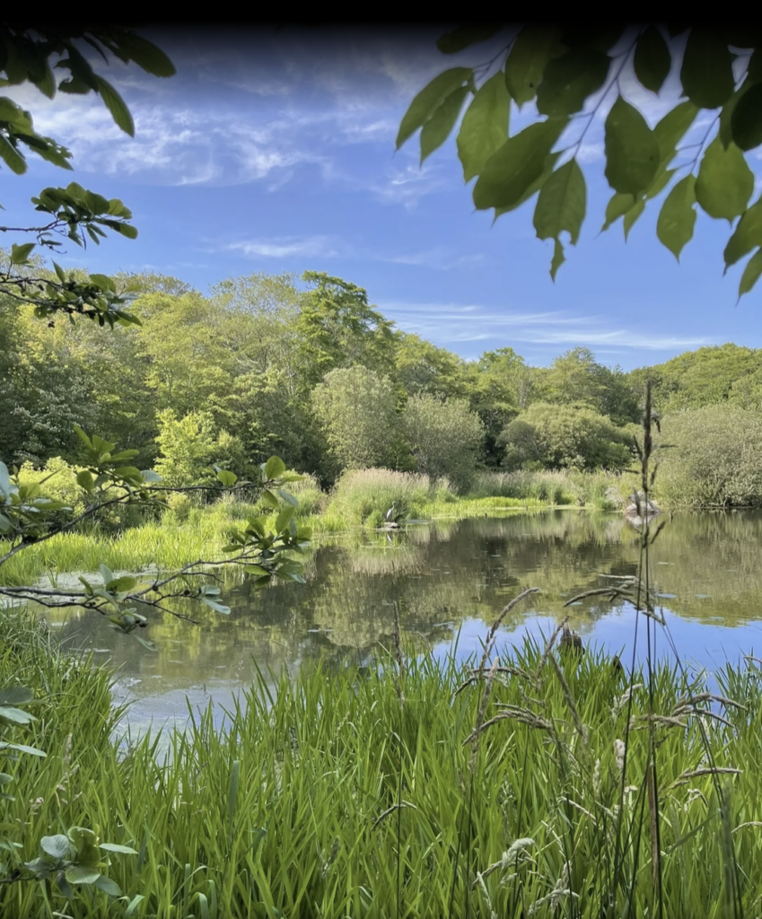 Free Wednesday Nature Walk - Norman Bird Sanctuary