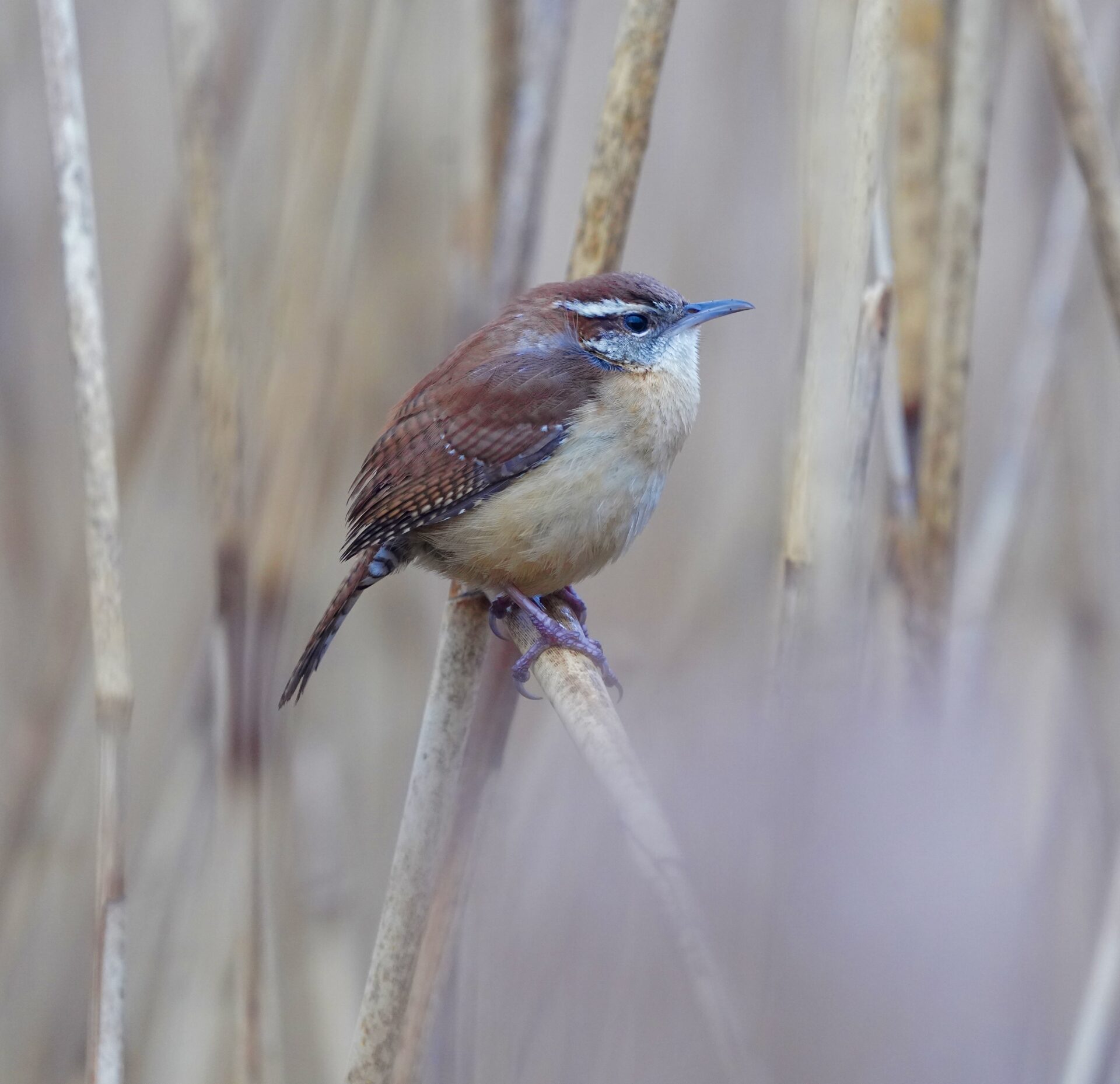 Ask A Naturalist: How do you know what to call an animal? - Norman Bird ...