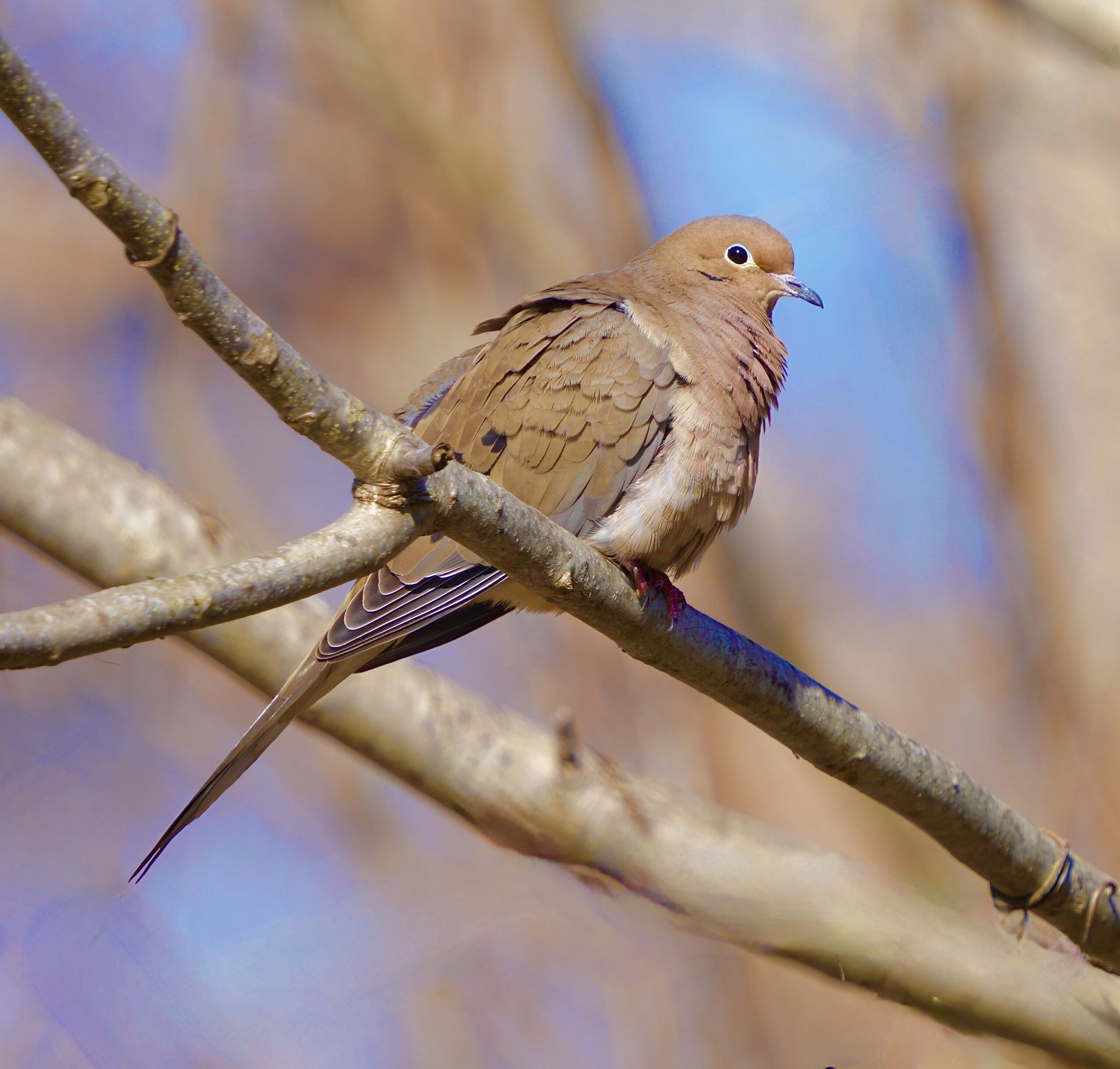 Forestry for the Birds Workshop - Norman Bird Sanctuary