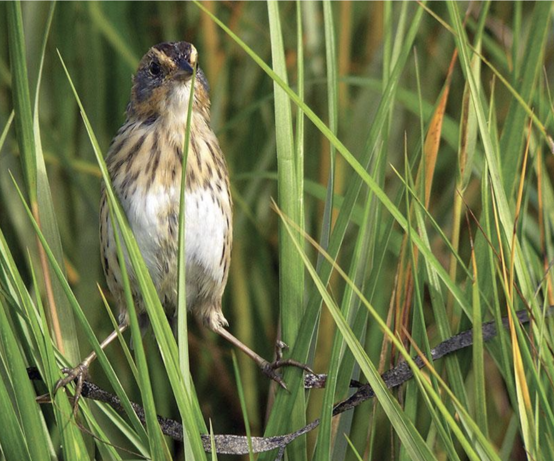 Ask A Naturalist: Where is a good spot to see a Saltmarsh Sparrow ...