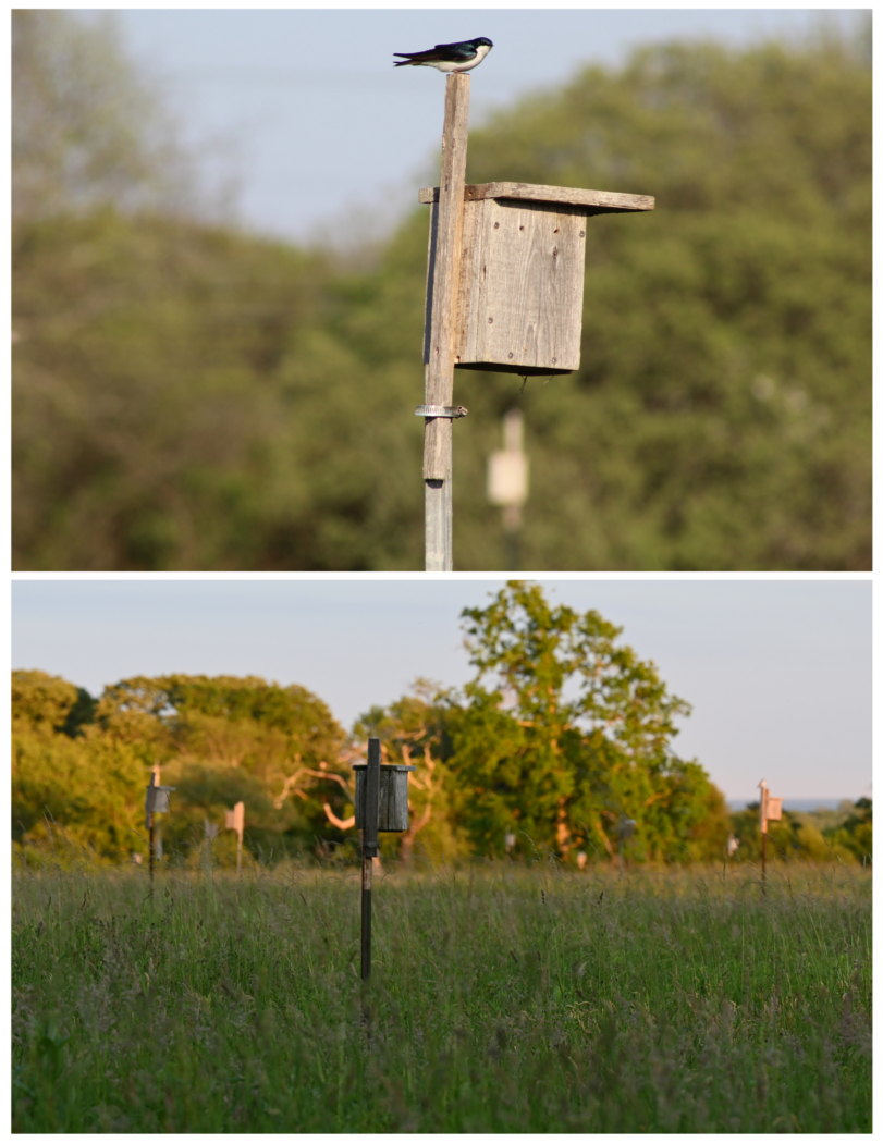 Nesting Box Program - Norman Bird Sanctuary