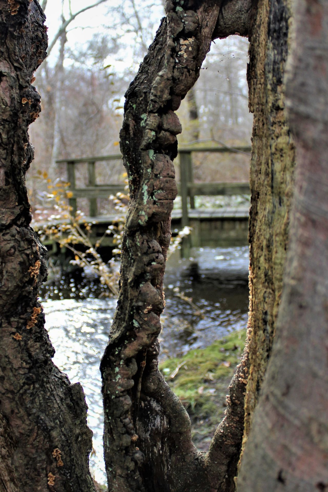 Free Wednesday Nature Walk - Norman Bird Sanctuary