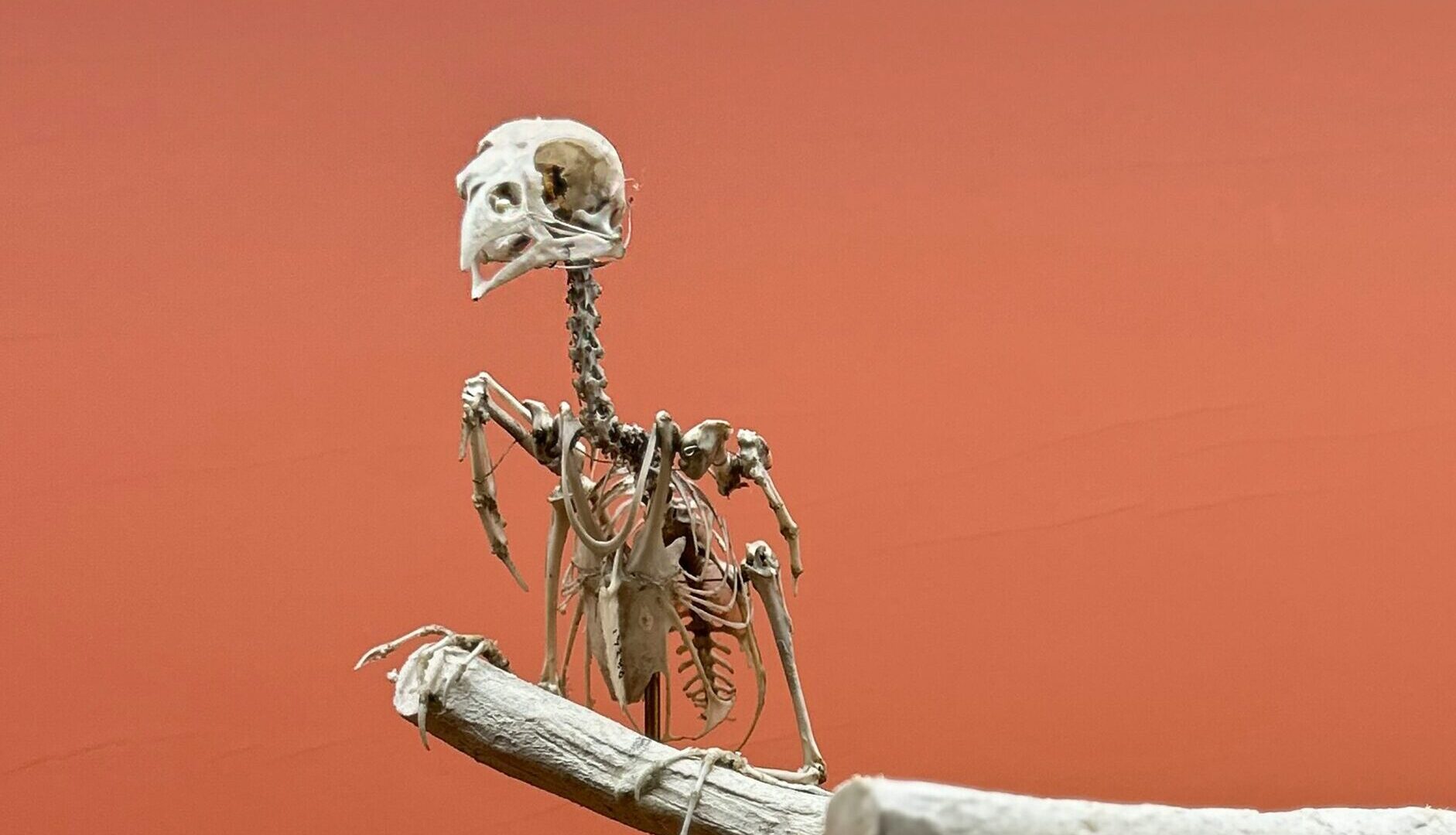 February Vacation Workshop: Bird Bones Investigation - Norman Bird ...