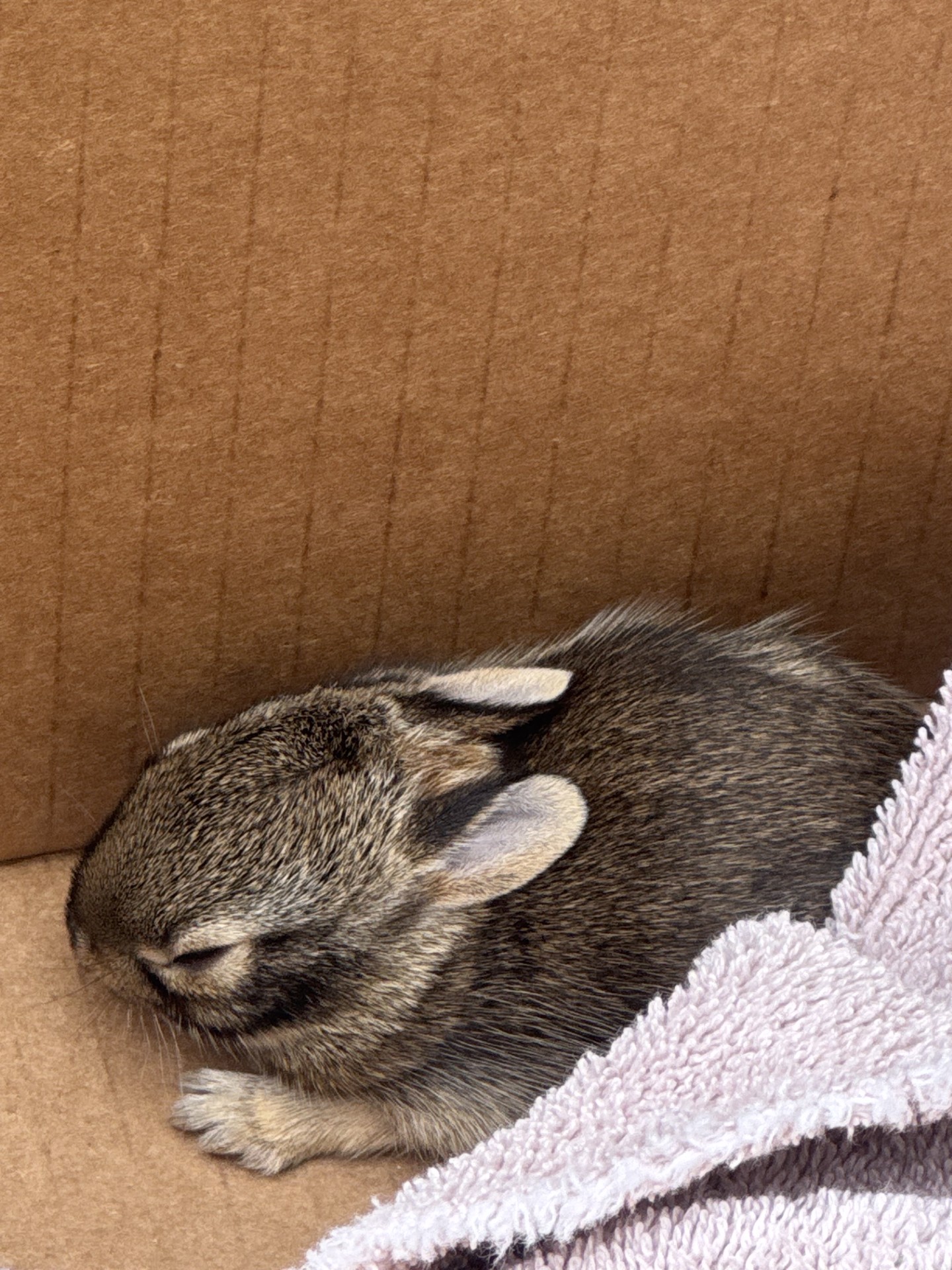 The Hoppiest Ending: A Bunny Rescue Success Story - Norman Bird Sanctuary